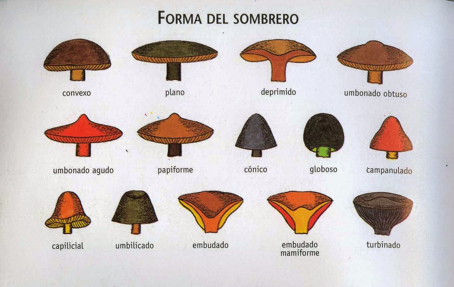 Mushrooms: MORFOLOGÍA DE LAS SETAS.