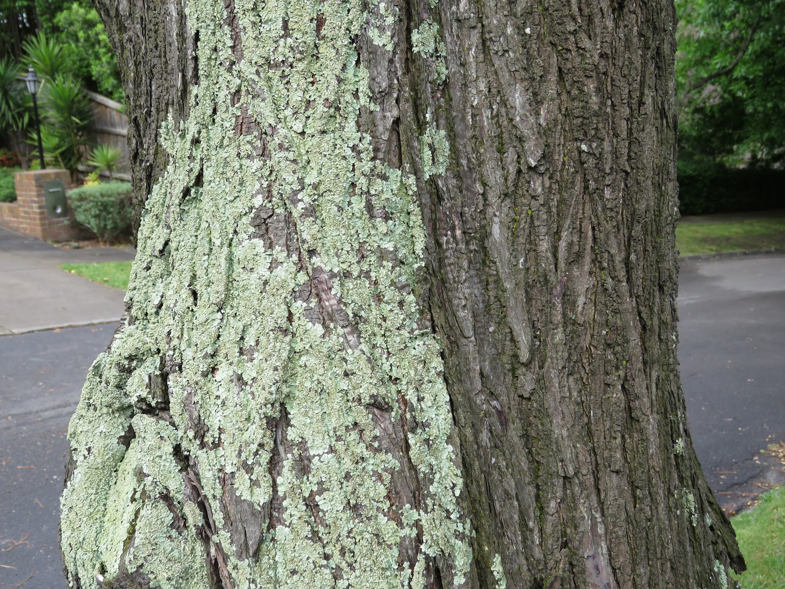 Dangerously seductive White Cedar