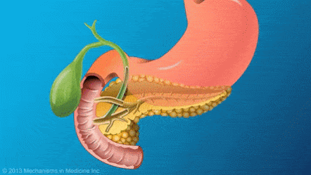 El Rincón del Pequeprofe: The digestive system