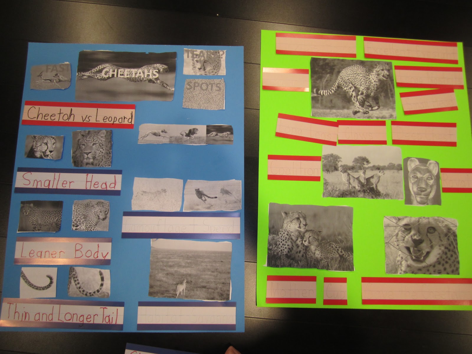 A Science Project in First Grade