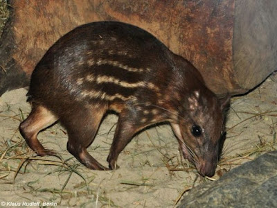 PLAAN : Majás - Cuniculus paca