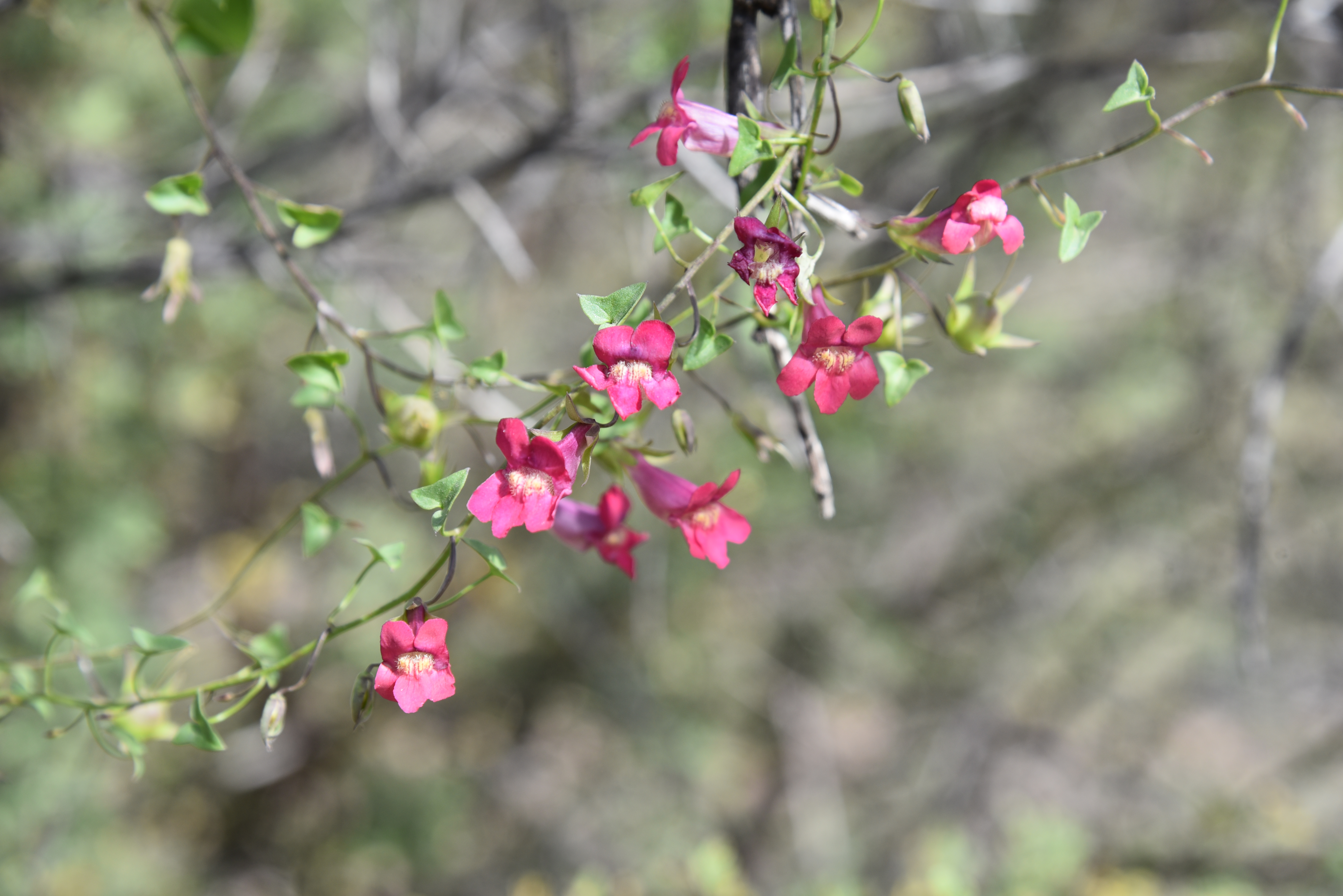 Arizona Hiking: Bushnell Tanks Road