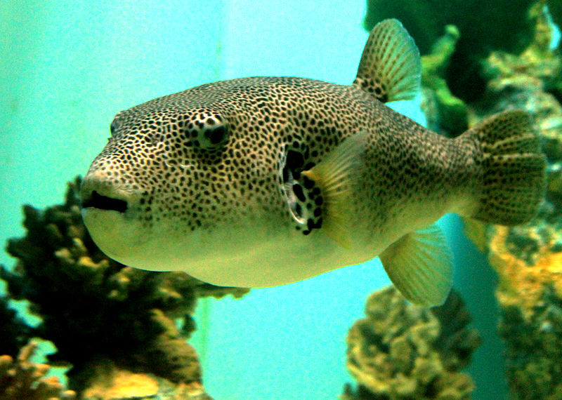 Fish Index: Starry Puffer (Arothron stellatus)