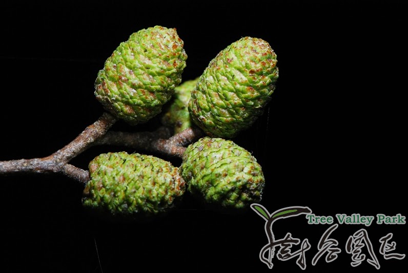 樹谷園區生物資料庫: 台灣赤楊