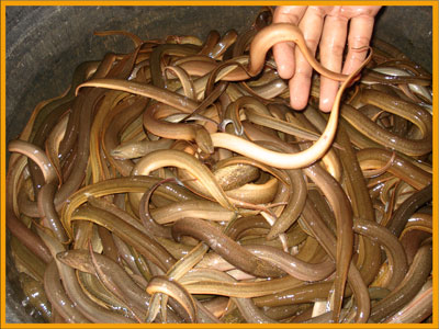 Budidaya Belut Dalam Tong ~ Atjeh Meurunoe