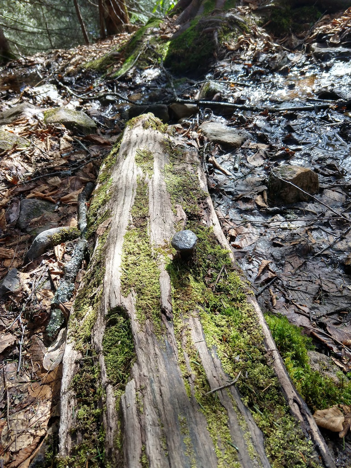 Dolly Sods spring | Backcountry Post