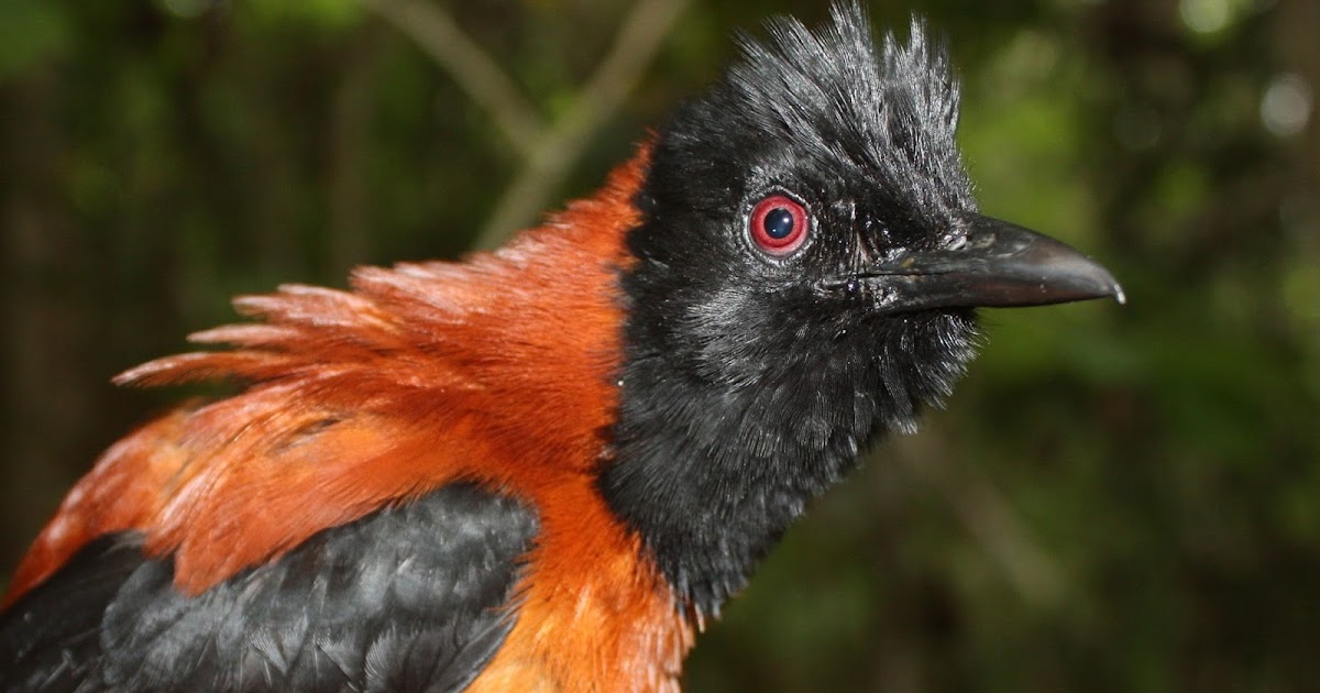 Bird's Paradise: Hooded Pitohui The First Documented Poisonous Bird