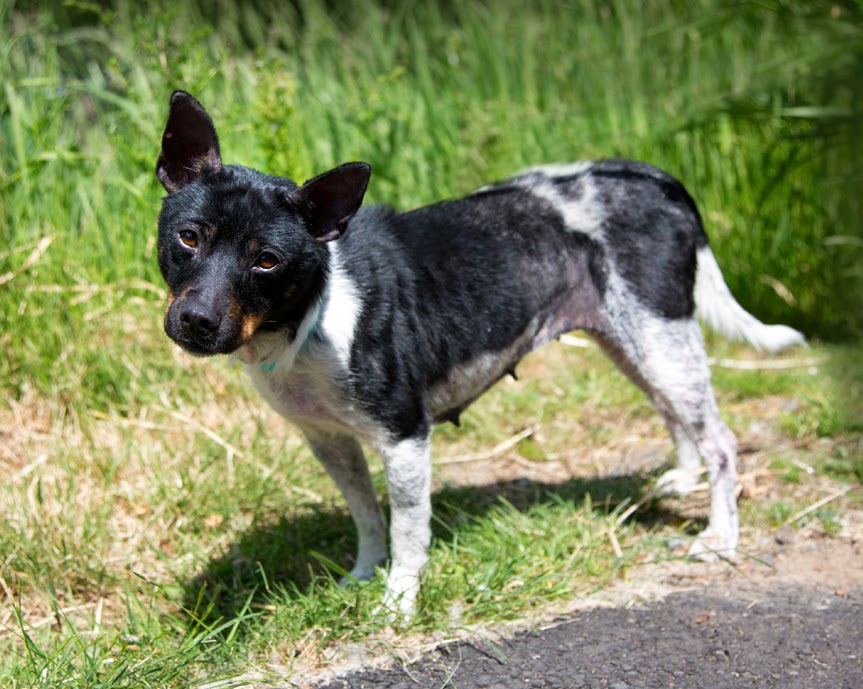 Shelter Dogs of Portland: "BRITTANY" the BEST Rat terrier mix - with a ...
