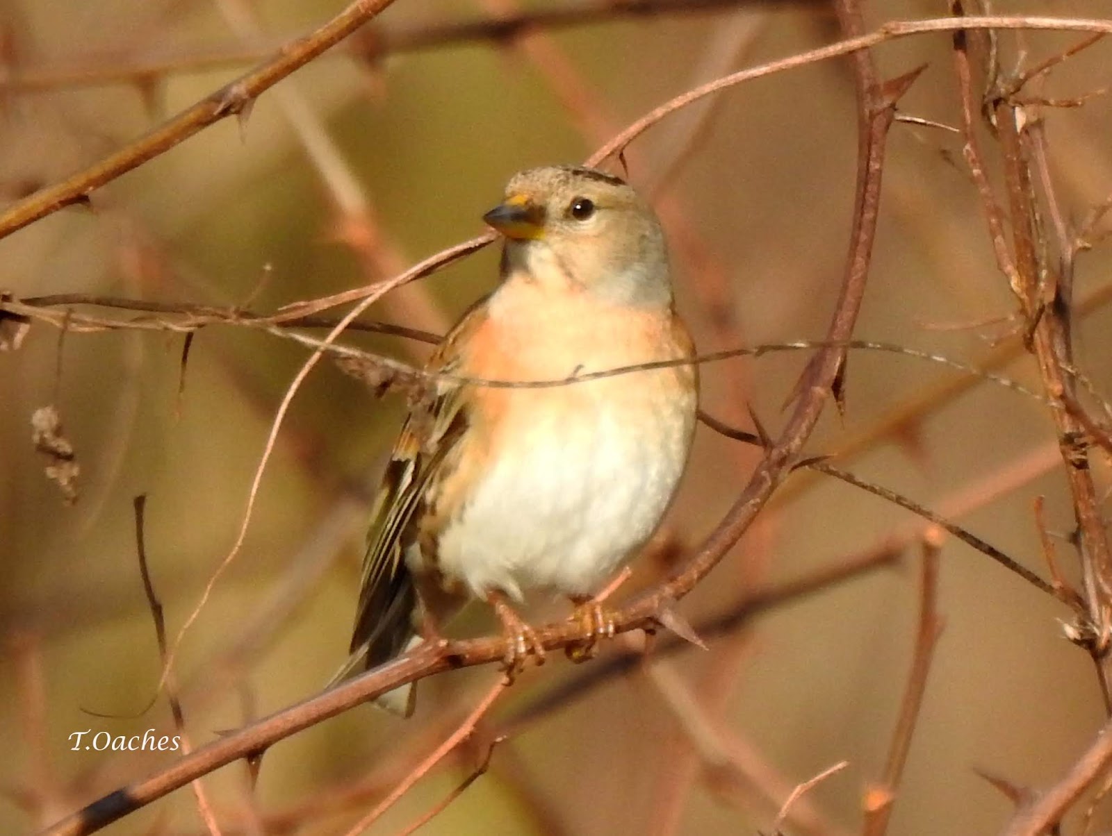 PASARI DIN ROMANIA: CINTEZA DE IARNA, Fringilla montifringilla
