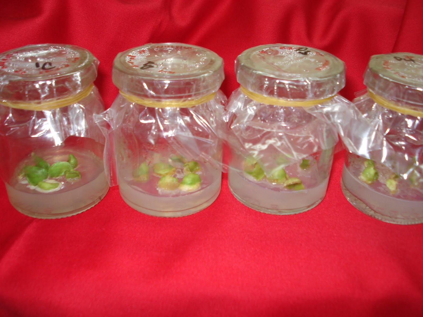 Aktimalisasi Planlet Tanaman