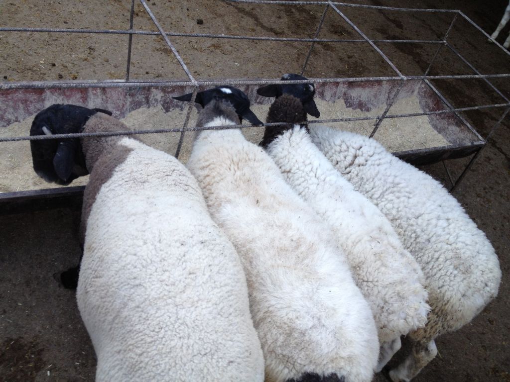 Catálogo de borregos dorper: Borregos de Criadero Montero en Tlacotepec ...