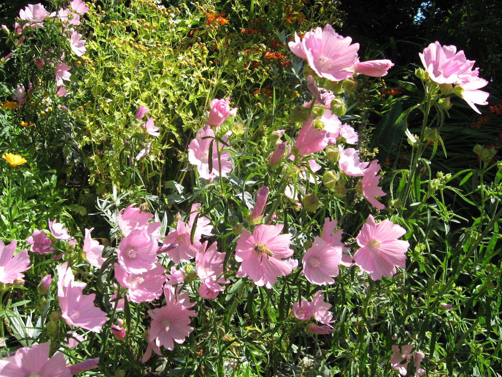 Strathcona Beekeepers' Library: Vancouver Bee Plants