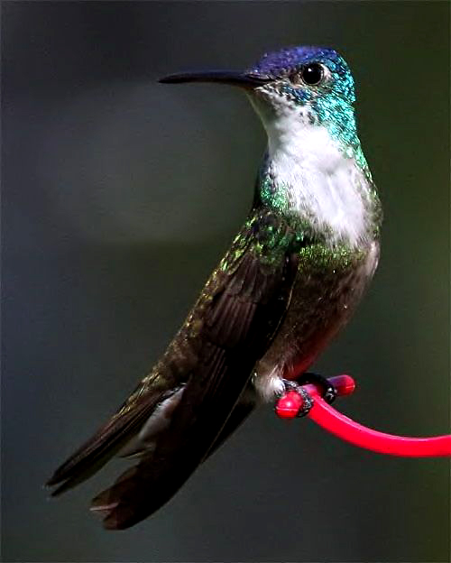 COLIBRIES: LISTADO FOTOGRÁFICO (los más emblemáticos en América)Fuente ...