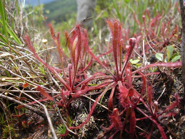 Droseras Brasileiras - Drosera villosa