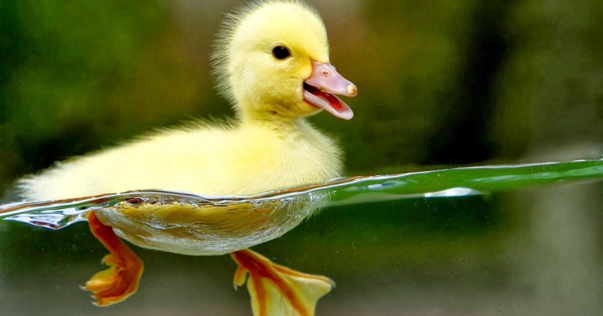 BERITIK BLOG: GAMBAR ANAK ITIK