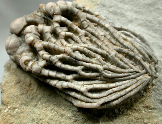 solitary dog sculptor: Fossils - Fosiles: Crawfordsville Crinoids ...