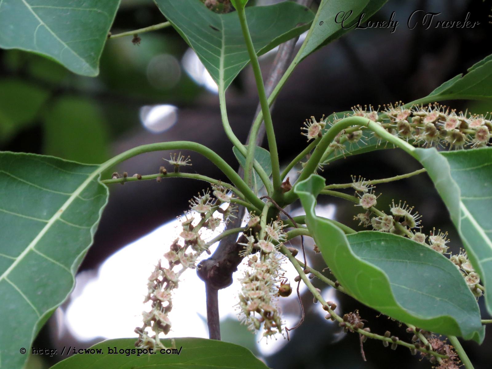 Bohera ful (বহেড়া ফুল) - Terminalia bellirica
