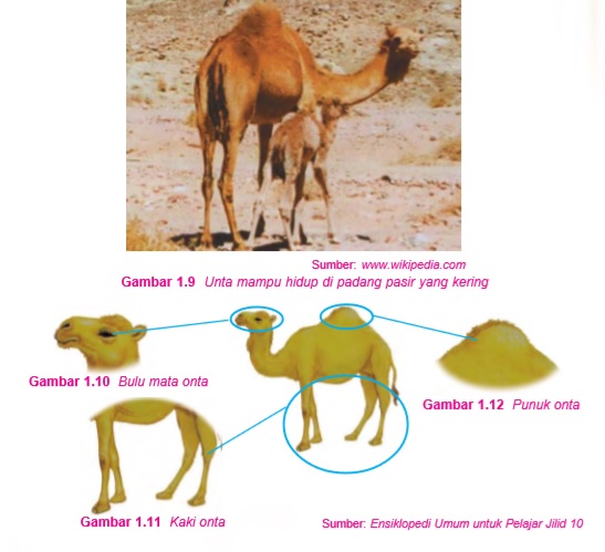 Ciri-Ciri Khusus Pada Hewan - MUH IMRAN BLOG