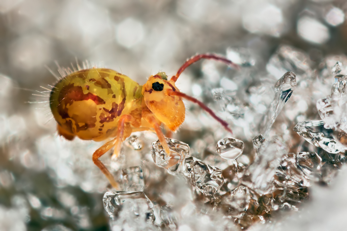 Matt Cole Macro Photography: Globular Springtails