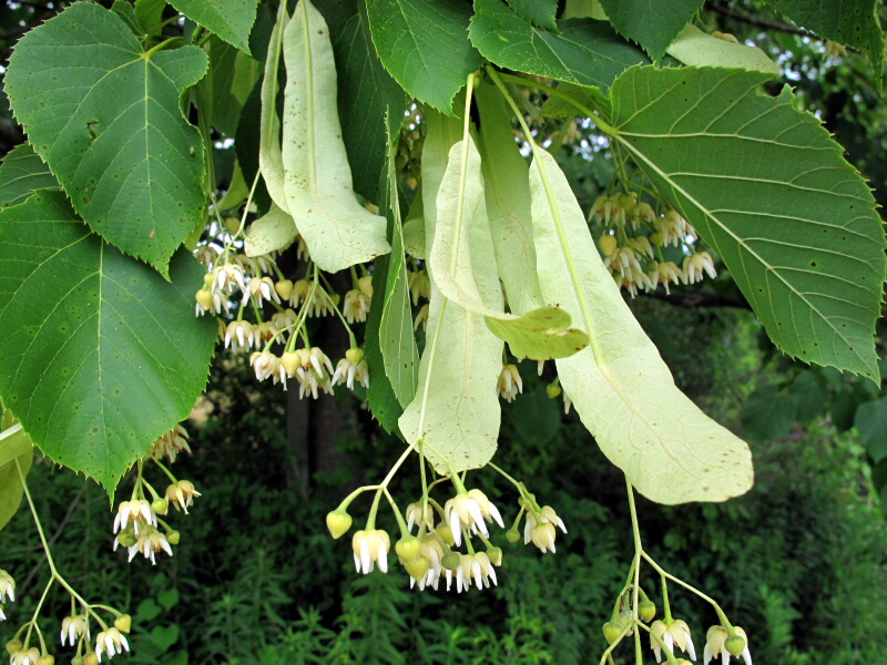 The Joyce Road Neighborhood: Wildflower - Basswood