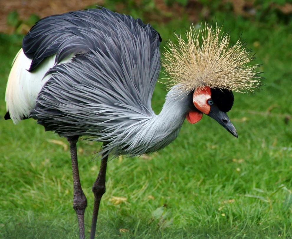 Grey Crowned Crane - Birds World