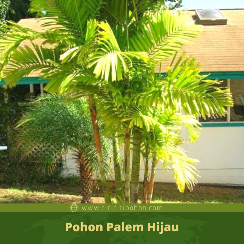Karakteristik Pohon Palem Hijau yang Wajib Diketahui - Ciriciripohon.com