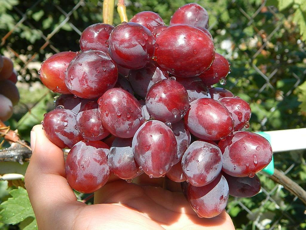 anggur jenis Everest | Pohon Anggur Genjah