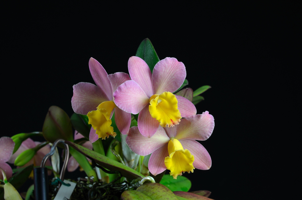 C (Sc) Crystelle Smith 'Gold Throat' AM-CCM-AOS