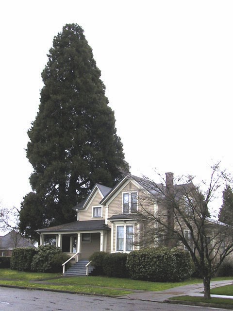 Giant Trees From Around The World