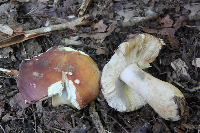 Guía de Setas y Hongos de Navarra.: Russula faginea Romagn