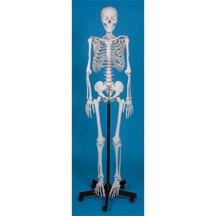 İskelet Sistemi: iskelet sistemi galerisi