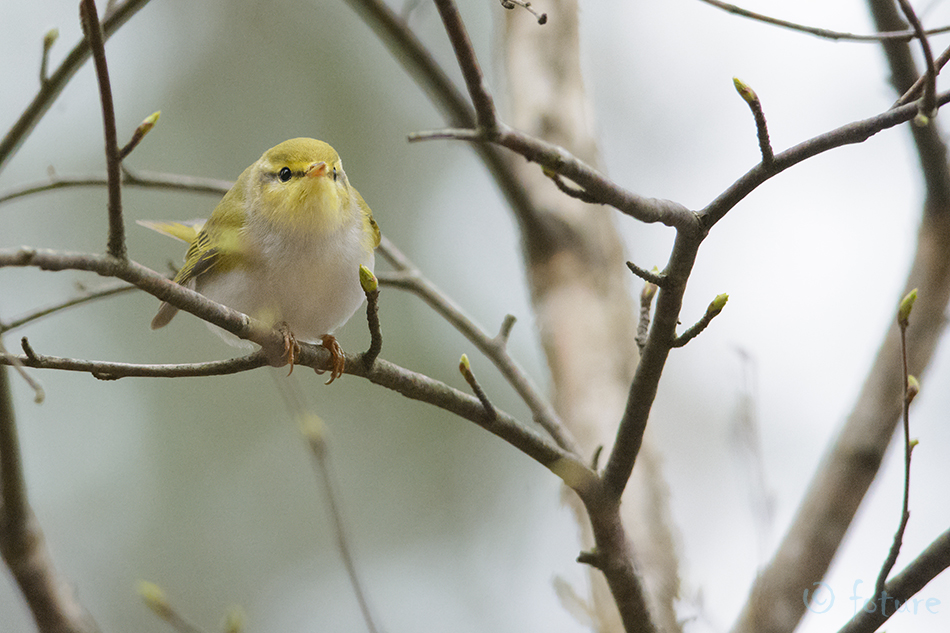 Foture: Mets-lehelind, Phylloscopus sibilatrix