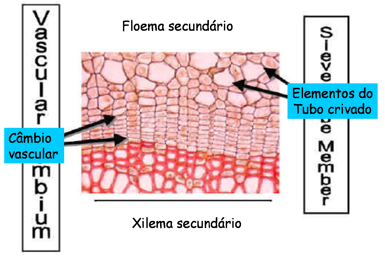 Asteraceae: Organização primária e secundária do caule.