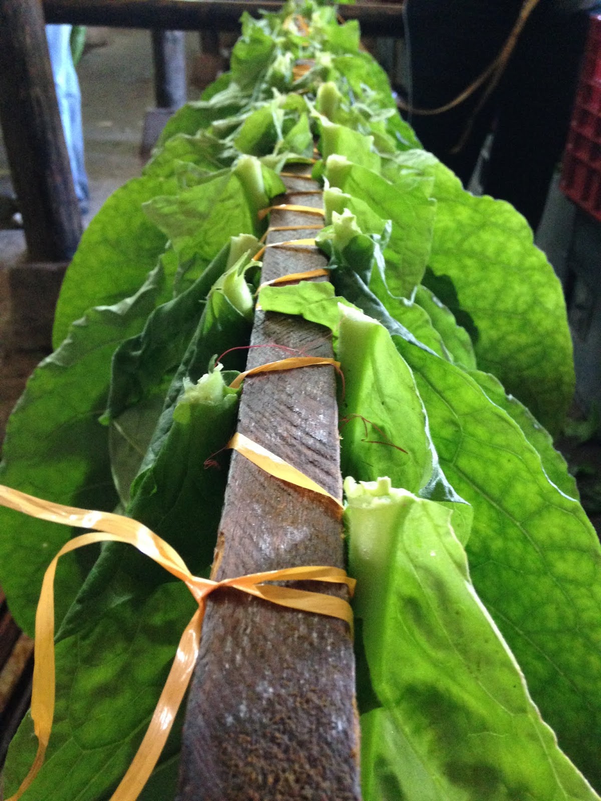 Tobacconist University: CIGARS 101.6: Air-Curing, Fermentation ...