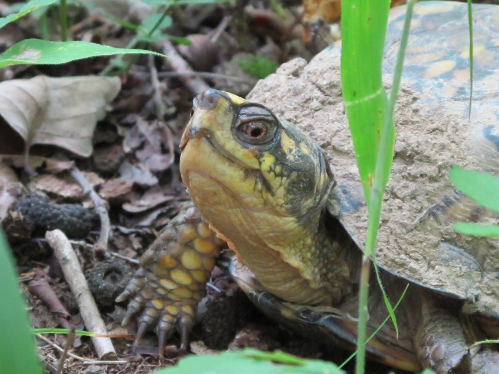 Blue Jay Barrens: Dirty Turtle