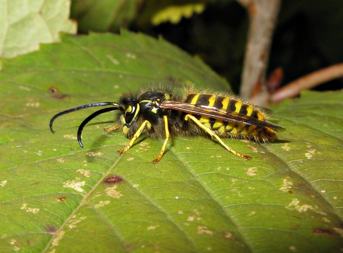 Steve's Birding And Wildlife Blog.: Alkborough Flats.....