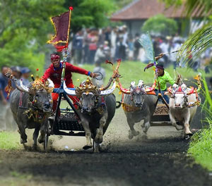 indonesiaculture: Karapan Sapi ( Cow Racing )