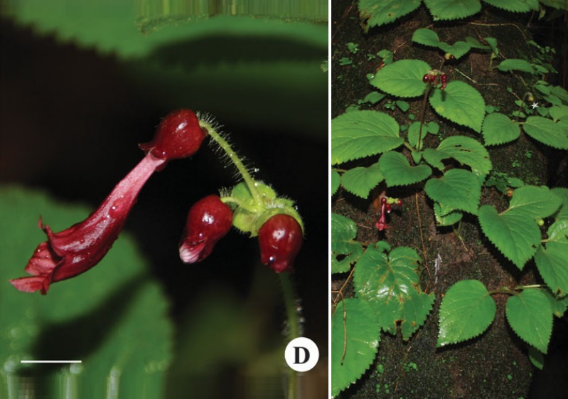 Species New to Science: [Botany • 2019] Didymocarpus middletonii ...