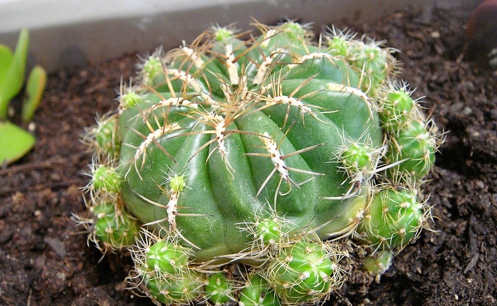 La Rioja de la A a la Z: OROYA PERUVIAN CAESPITOSA - Cactaceae