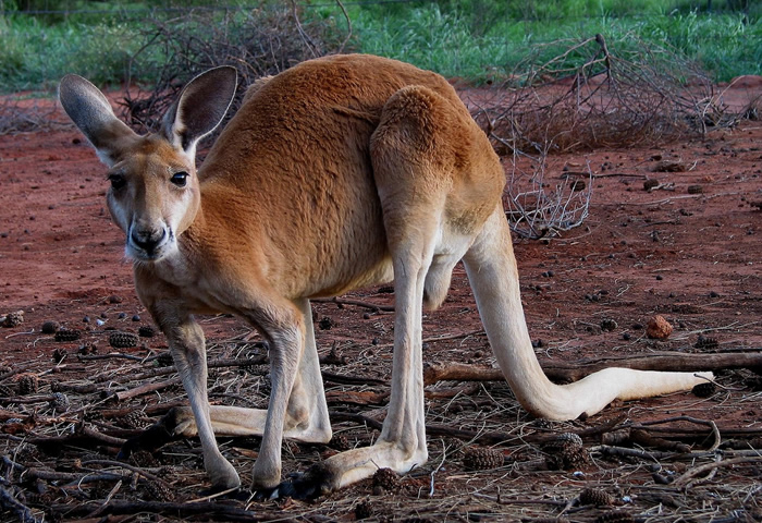 Los Canguros | Colegio El Haya Tercer Ciclo