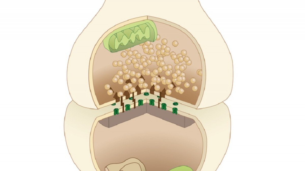 Adrenergic receptors: what they are, functions, and types