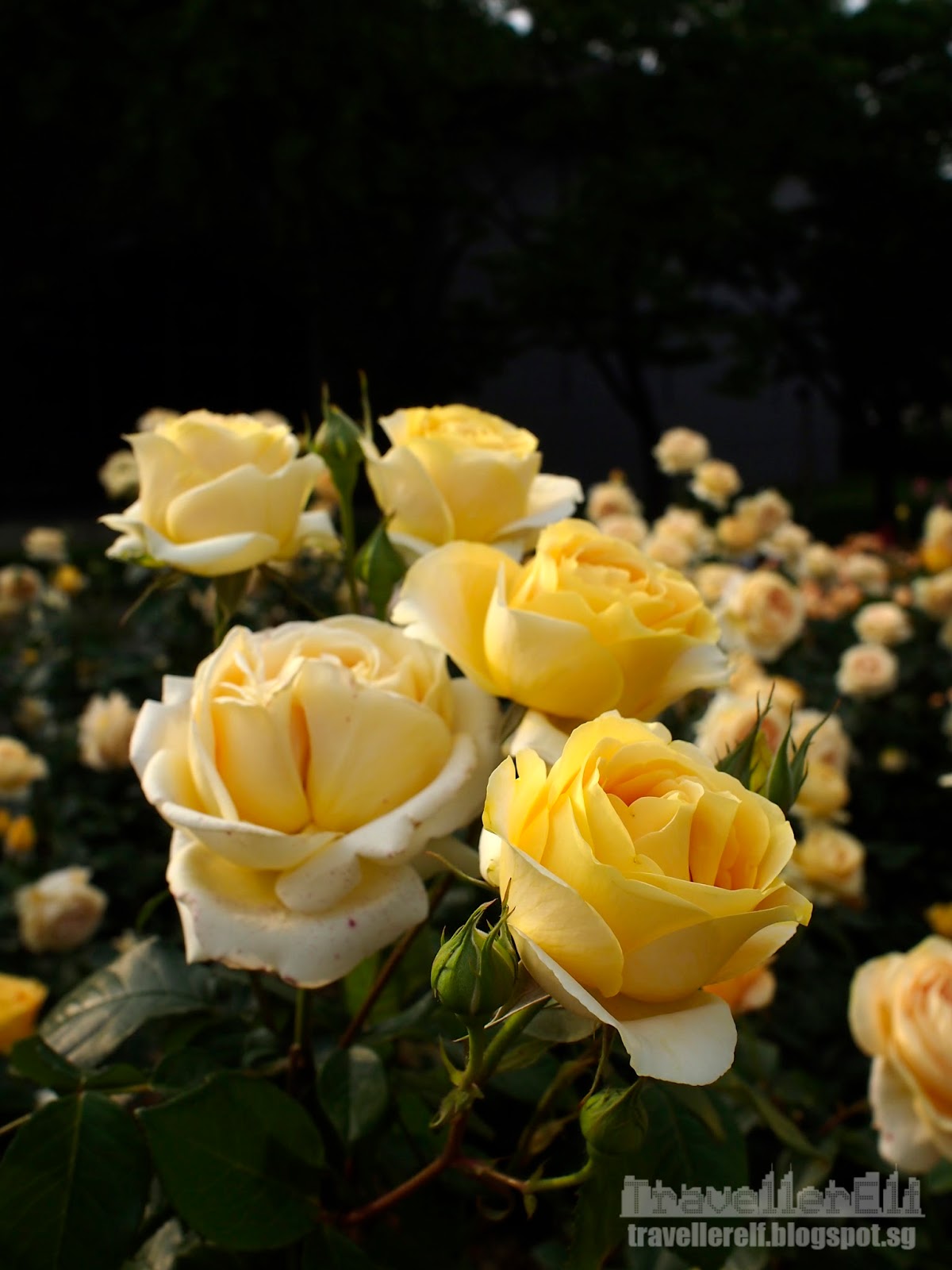 Nature Trails ~ Rose Plaza at Olympic Park, Seoul - Travellerelf