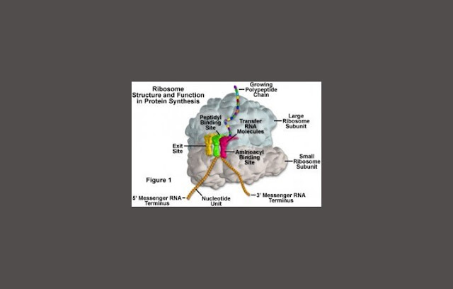 Organel Sel : Pengertian, Struktur, Fungsi, Macam-Macam - Jegeristik