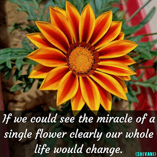 Best 30 Inspirational Flower Quotes With Beautiful Pictures-Quotes ...