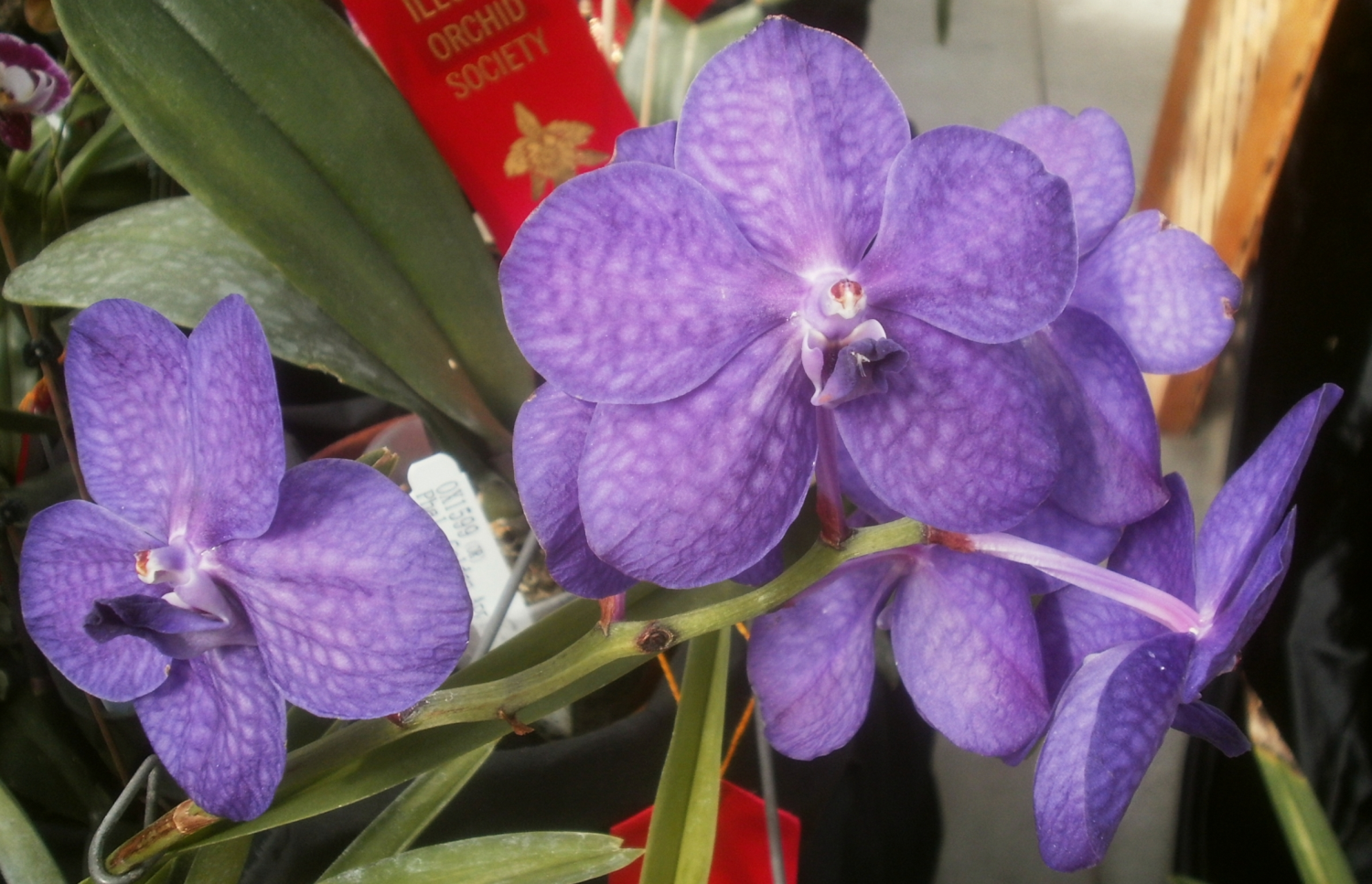 Plants are the Strangest People: Pretty picture: Vanda Princess Mikasa