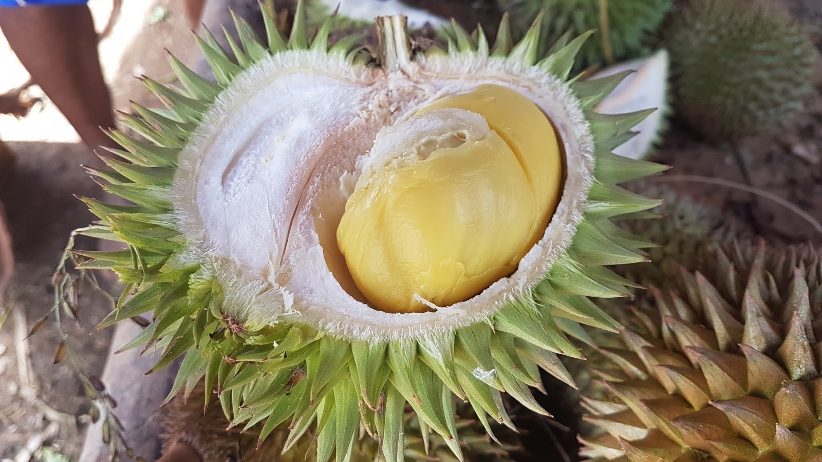 5 Buah yang Punya Fisik Mirip Durian, Rata-rata dari Kalimantan - Lim Corporation