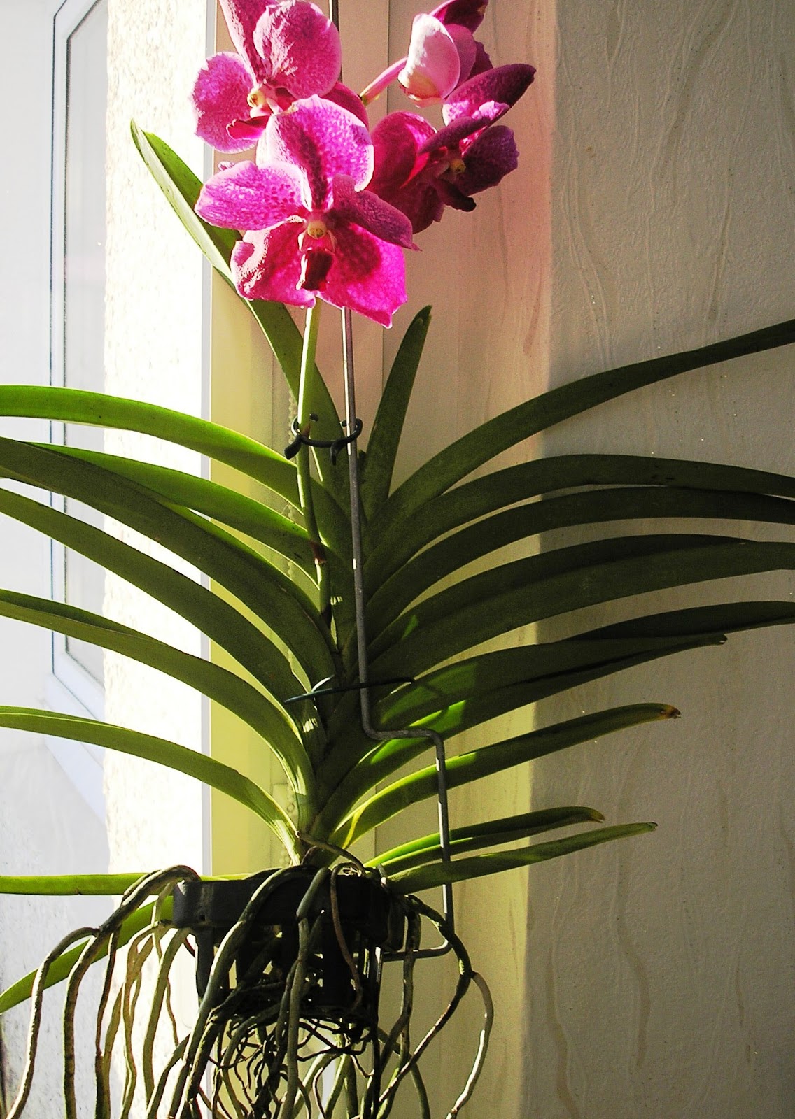 OrchidManija: Orchidėja Vanda - mano galvos skausmas