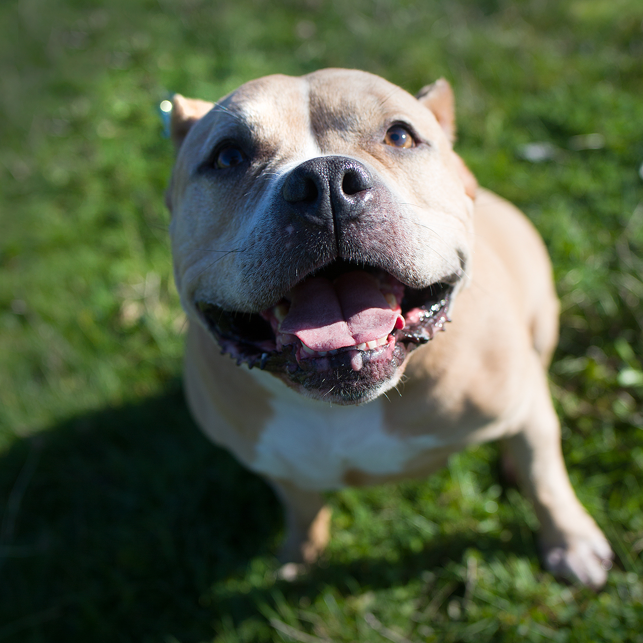 Shelter Dogs of Portland: "PRINCESS" KOIN TV Video snuggly senior ...