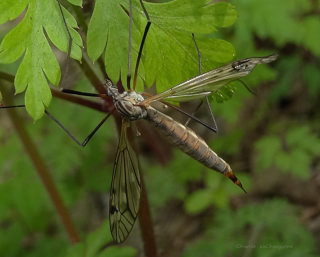 Chwile zaChwycone: Pan Nadwodnik i pani Komarnica
