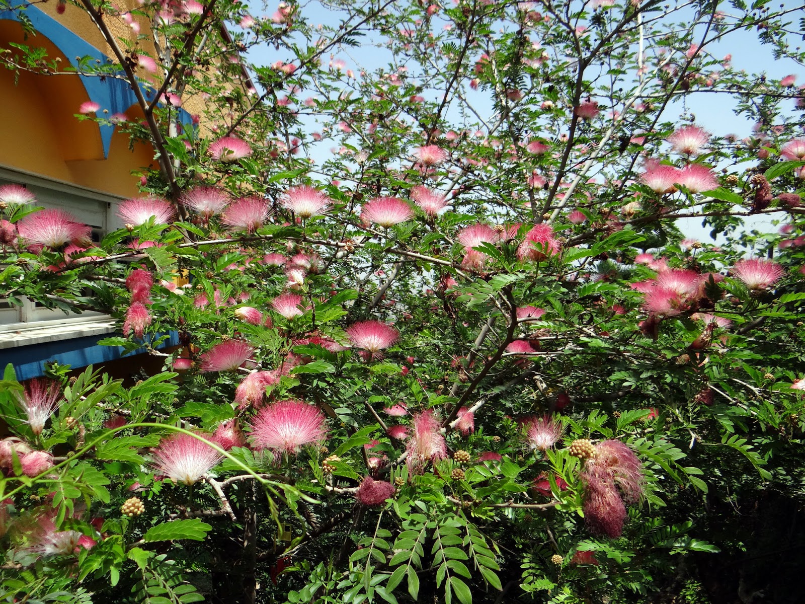 PazzaPazza: NEMUNOKI - THE SLEEPING TREE